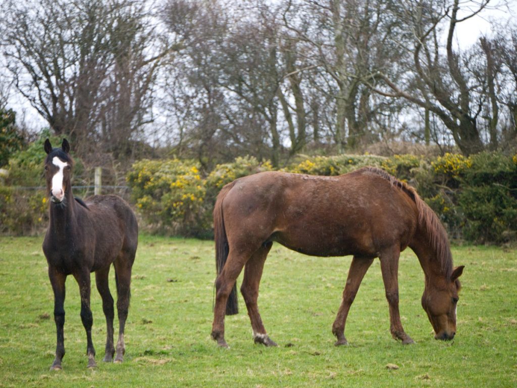 Location & route map – Balfron 10k